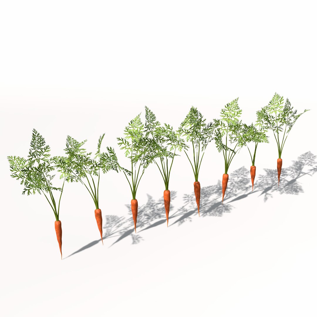 Carrot Plant 3d Model