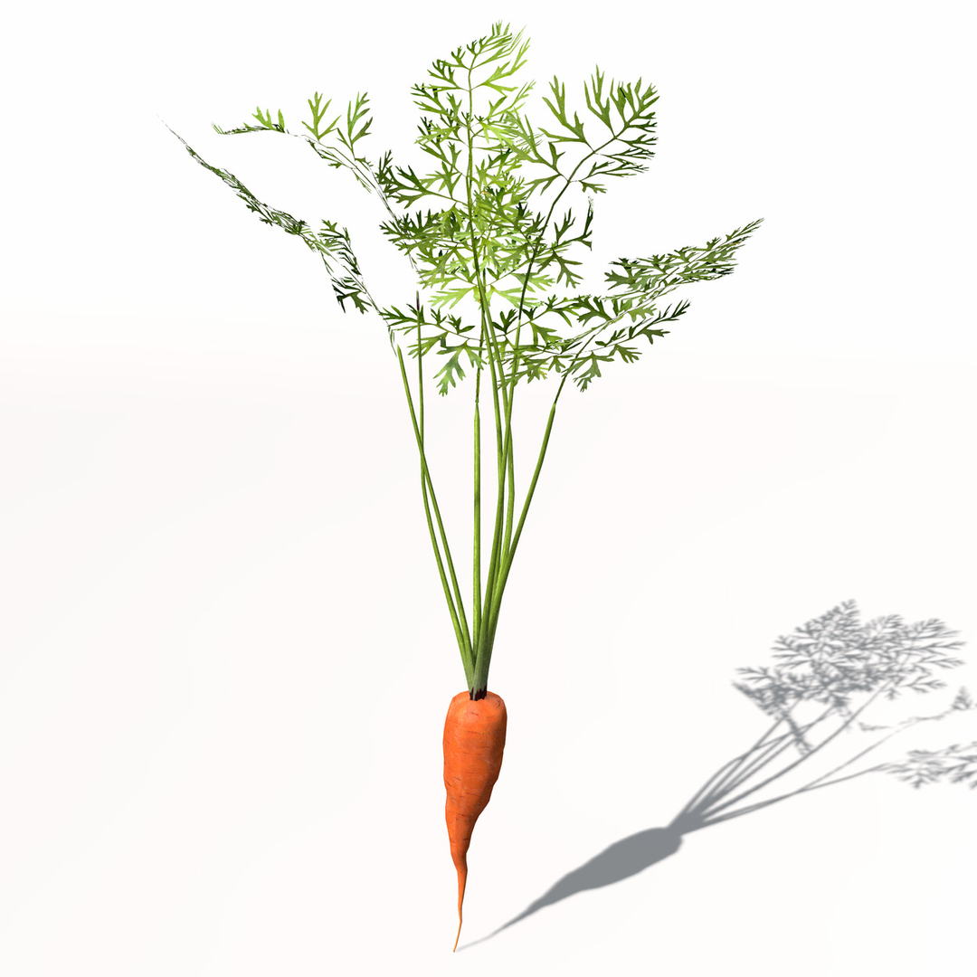 carrot plant 3d model