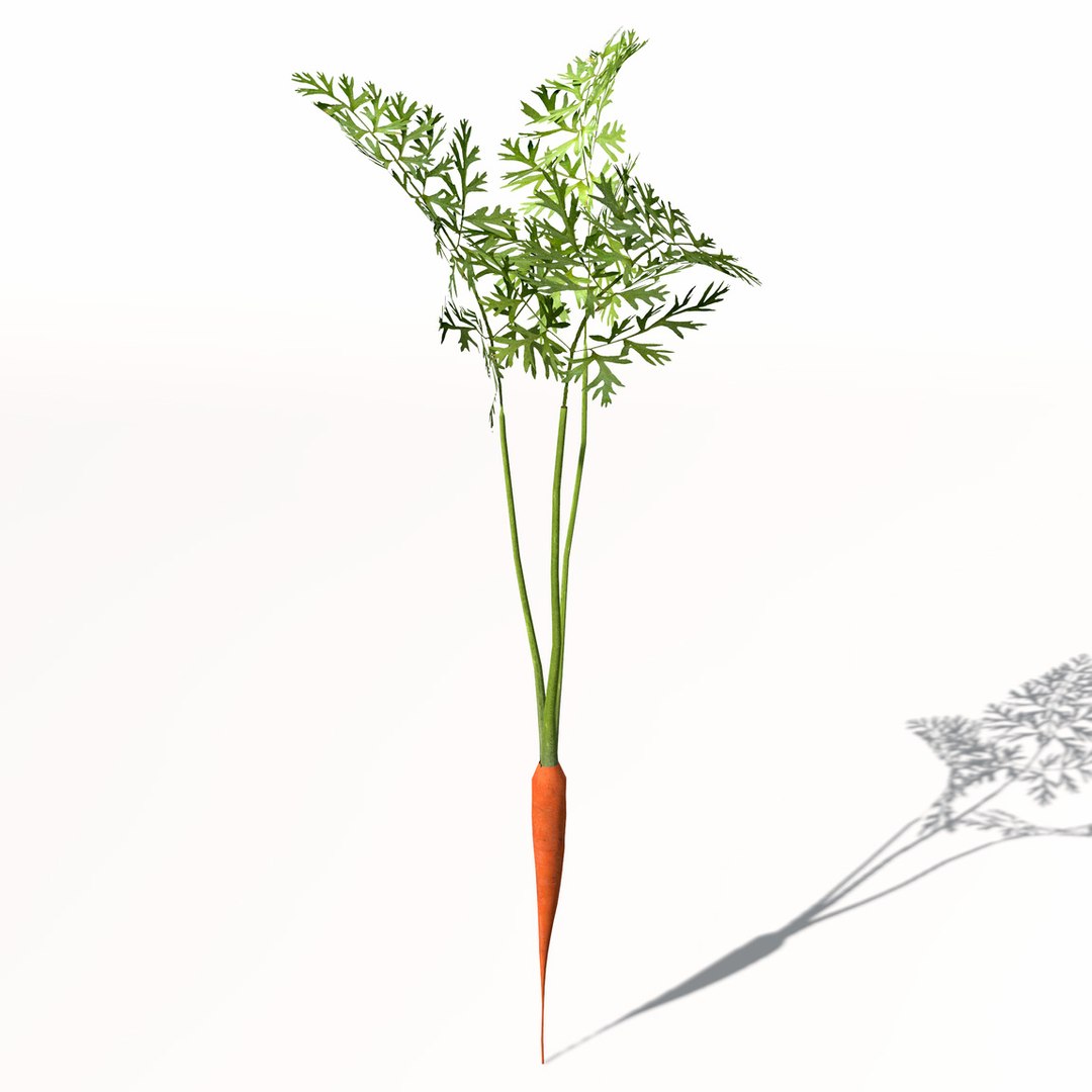 Carrot Plant 3d Model