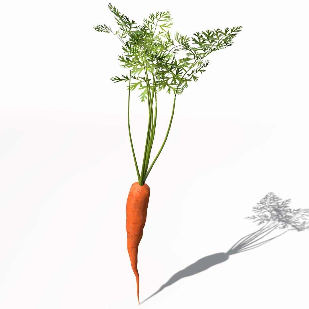 carrot plant 3d model