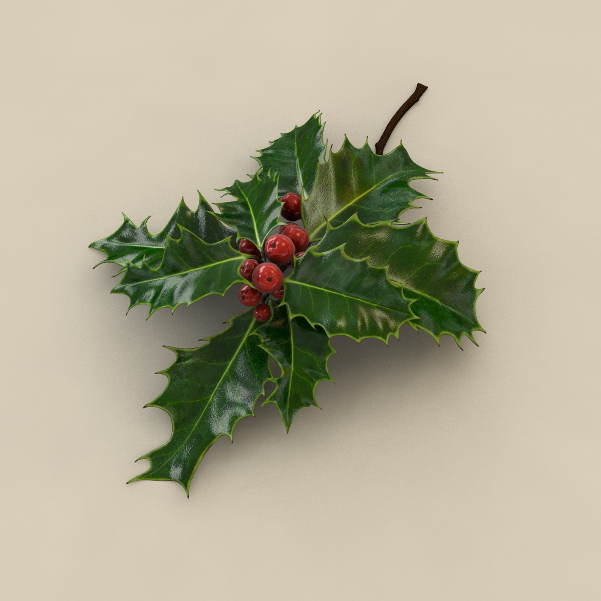 mistletoe holly sprig