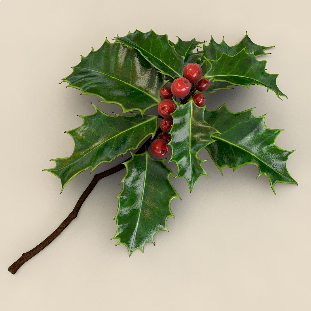 mistletoe holly sprig