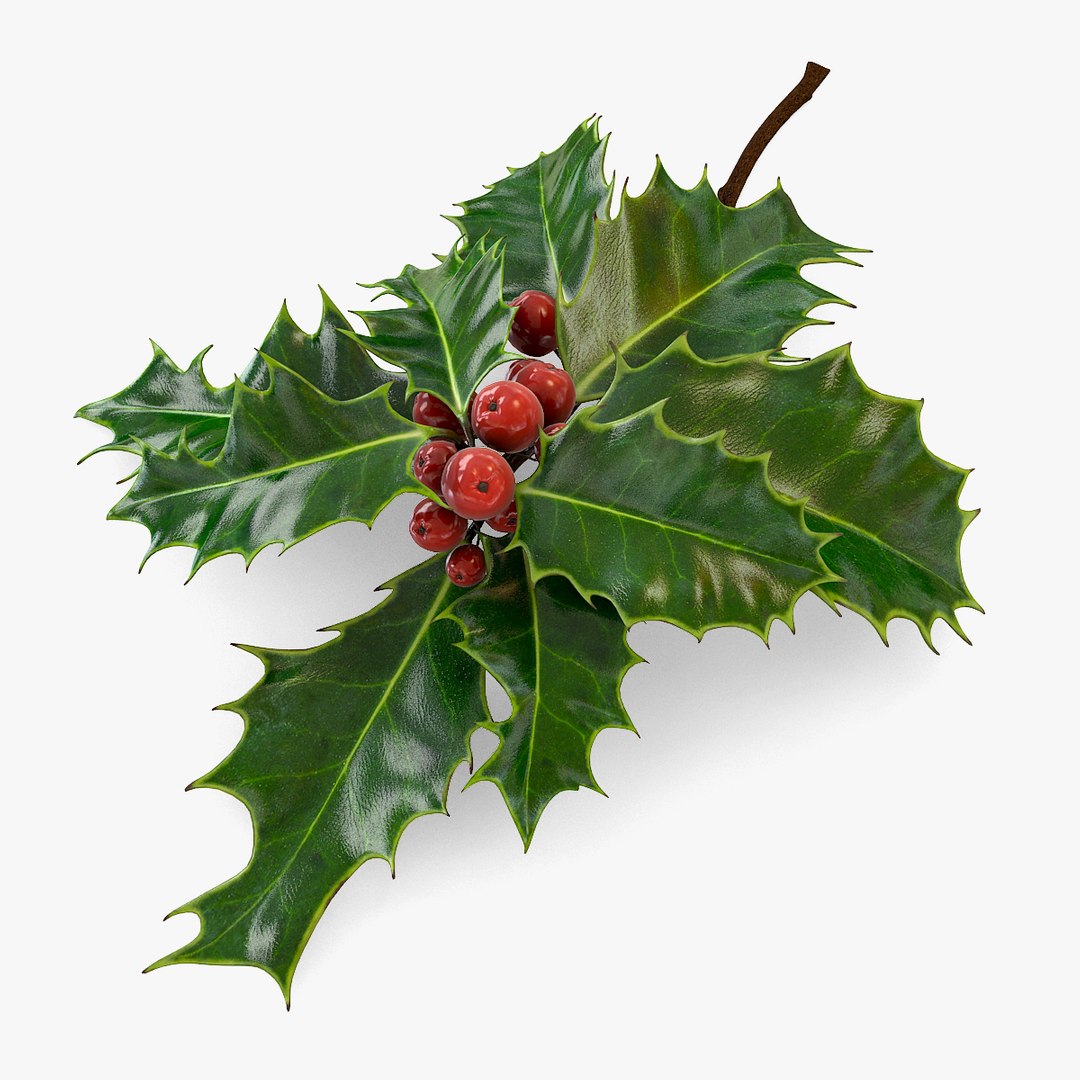 mistletoe holly sprig