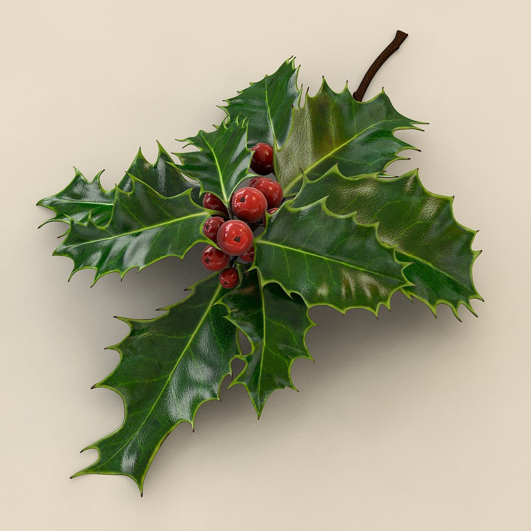 mistletoe holly sprig