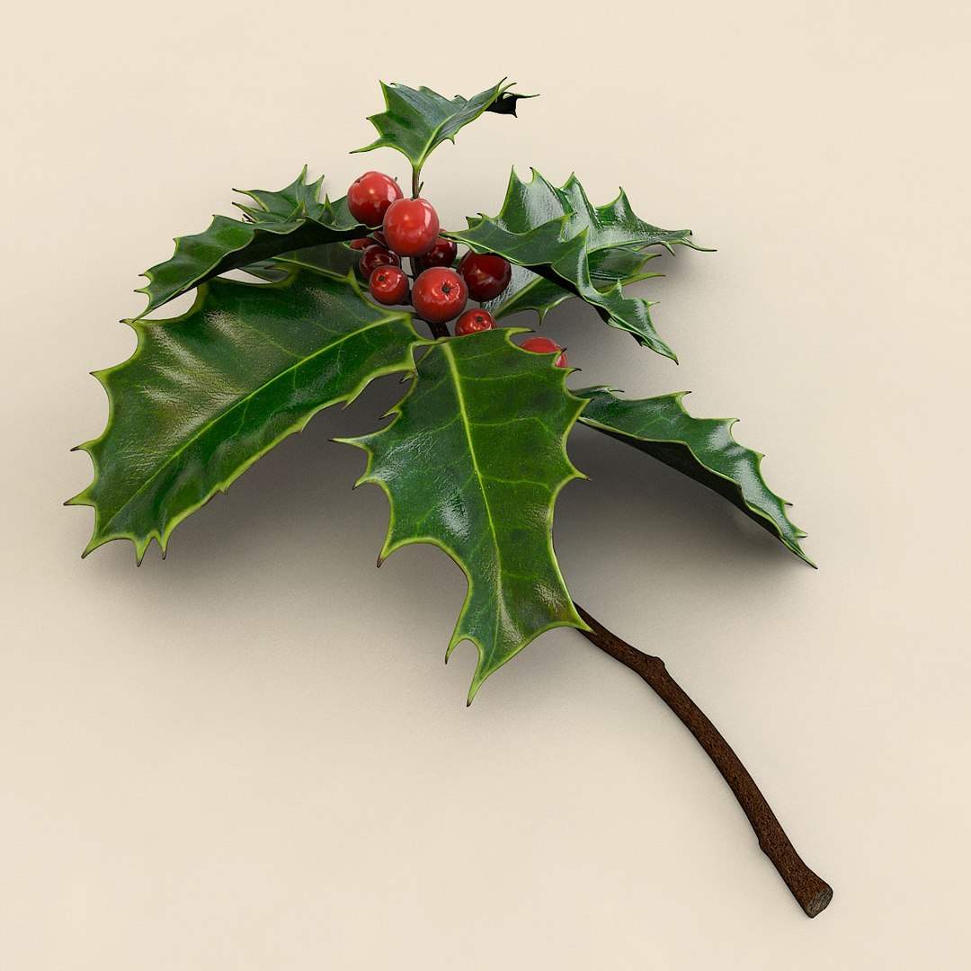 mistletoe holly sprig