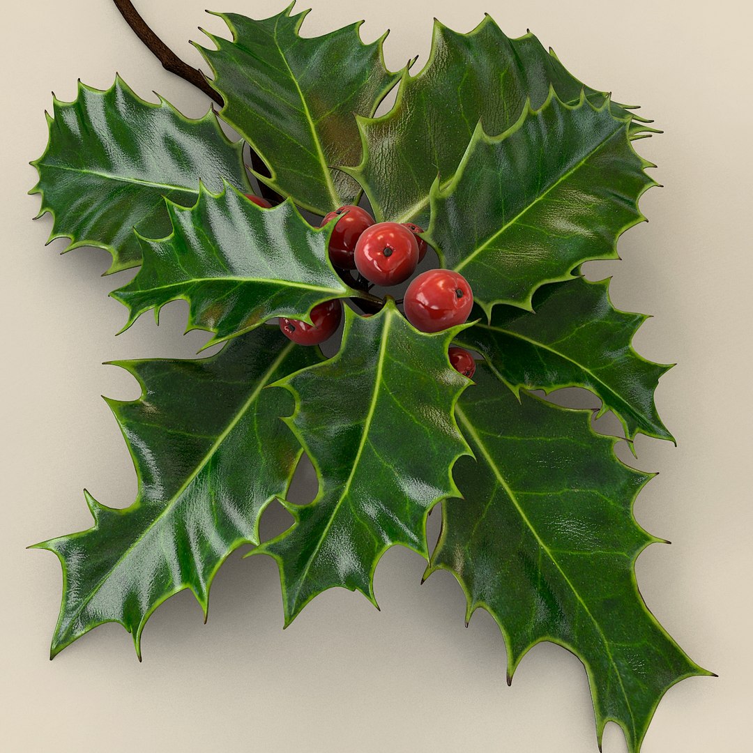 mistletoe holly sprig