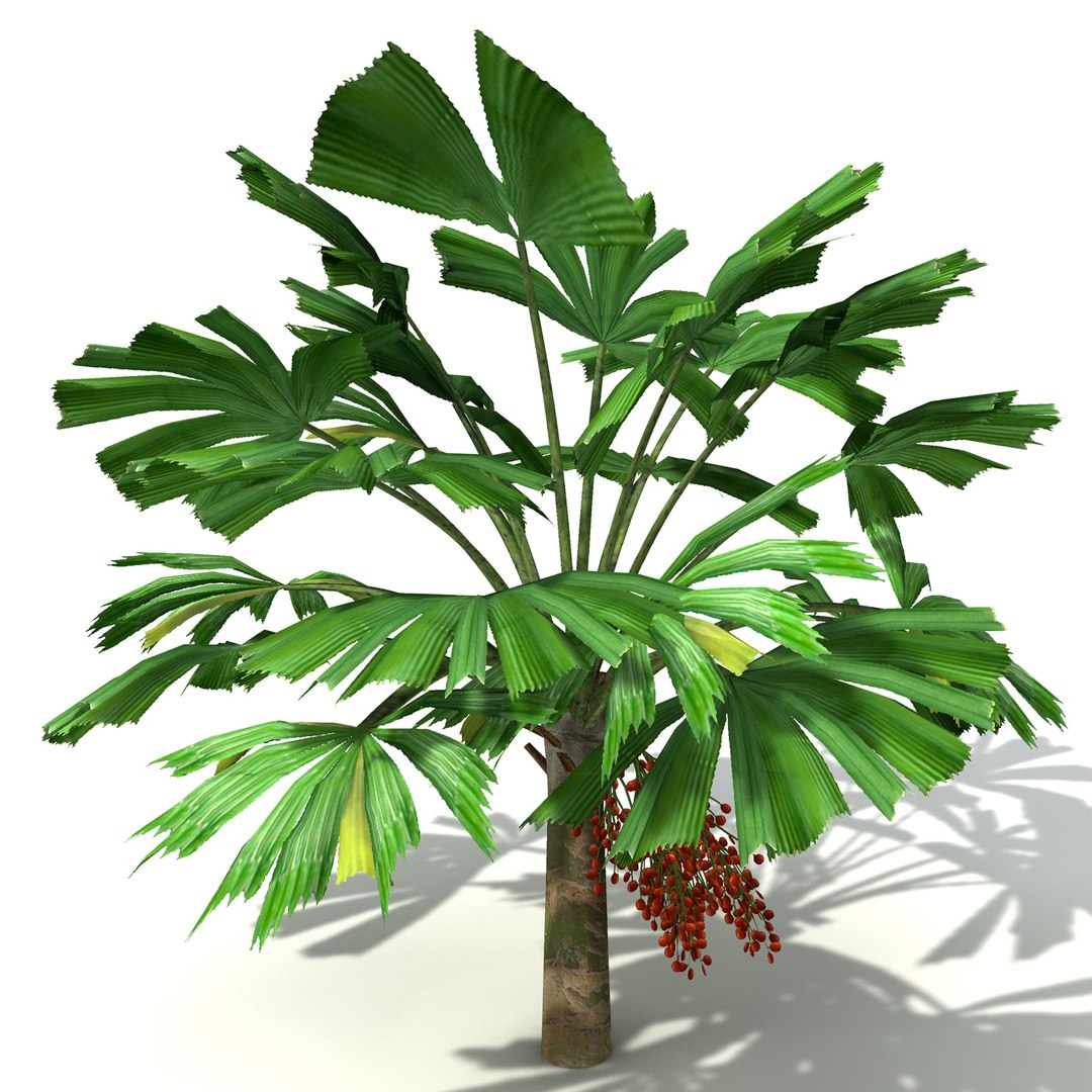 3d Model 3 Oceania Trees Xfrogplants