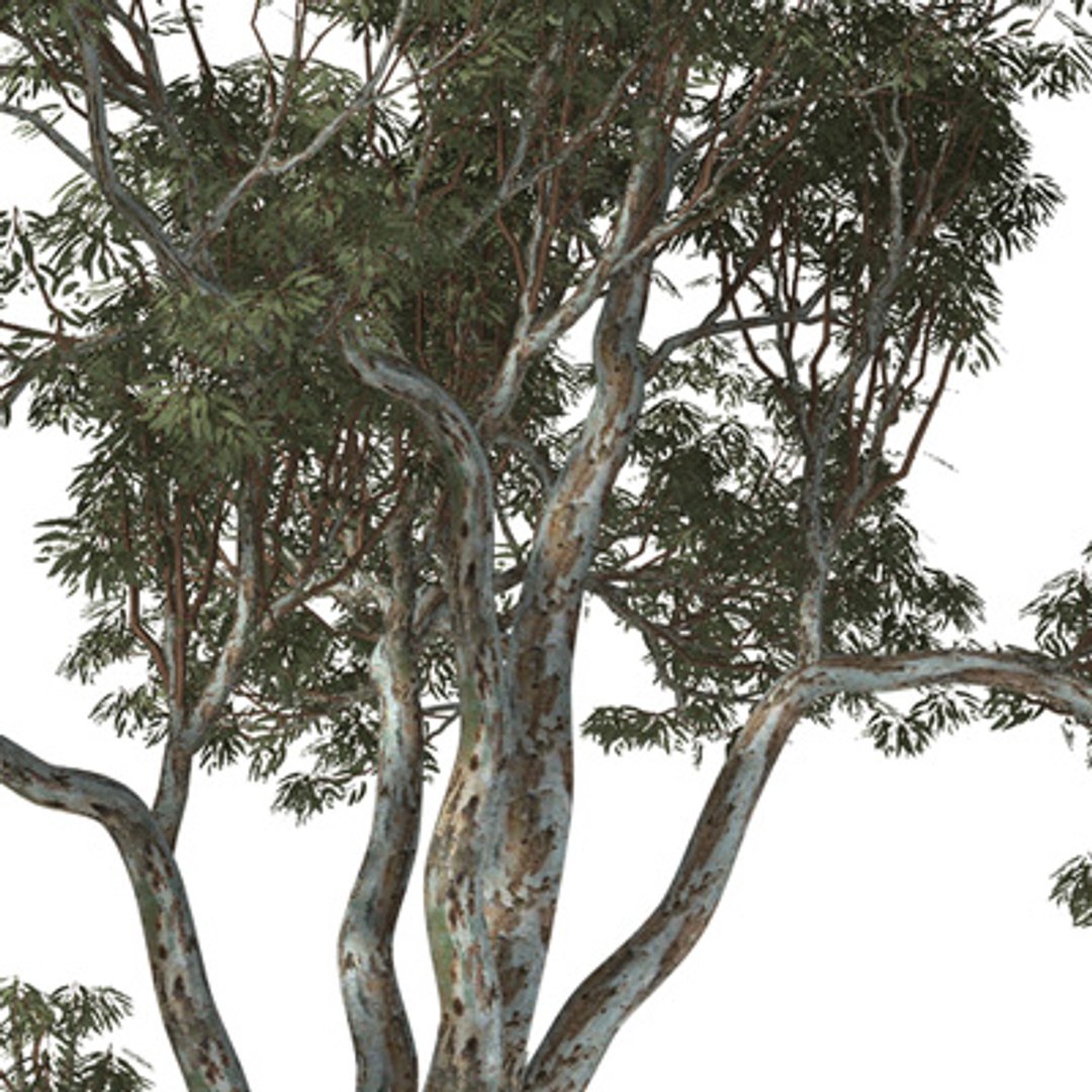 3d Model 3 Oceania Trees Xfrogplants
