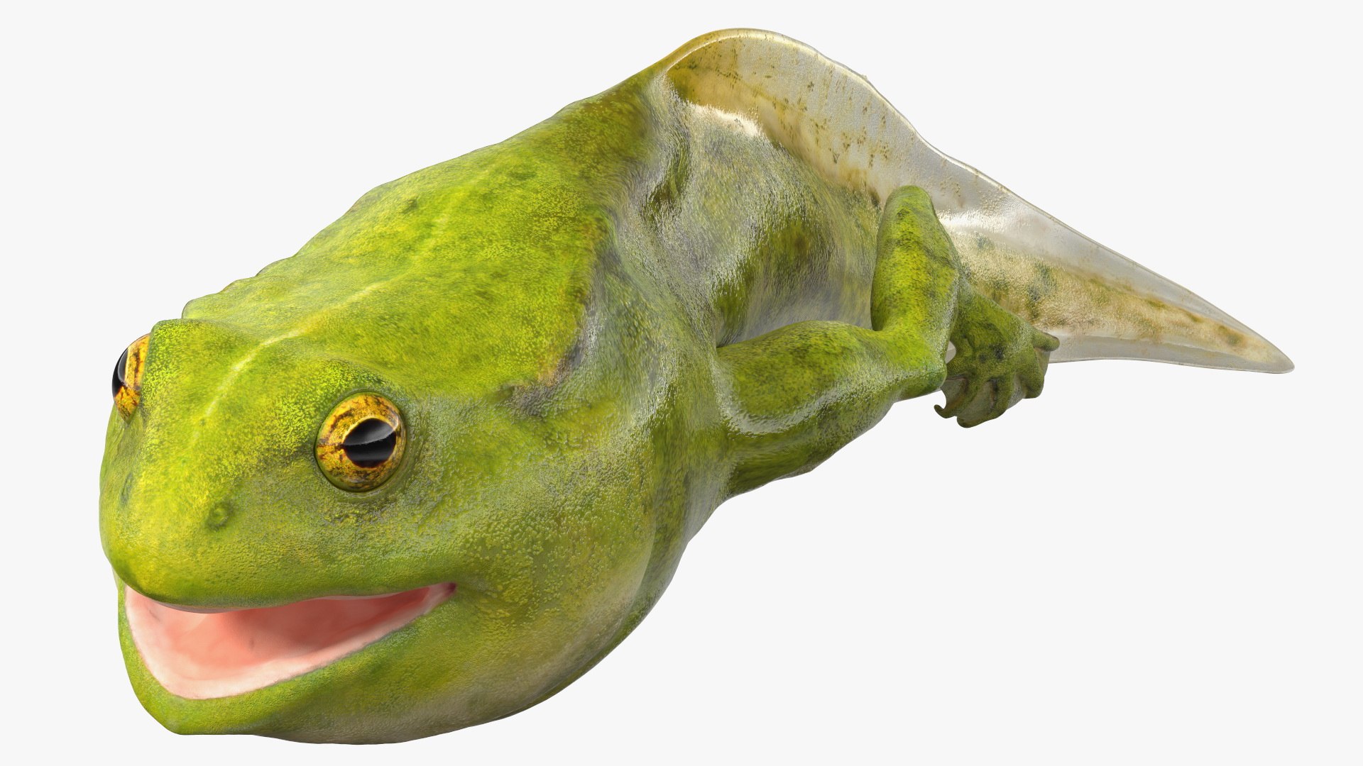 3D Tadpole Late Stage Rigged - TurboSquid 1714293