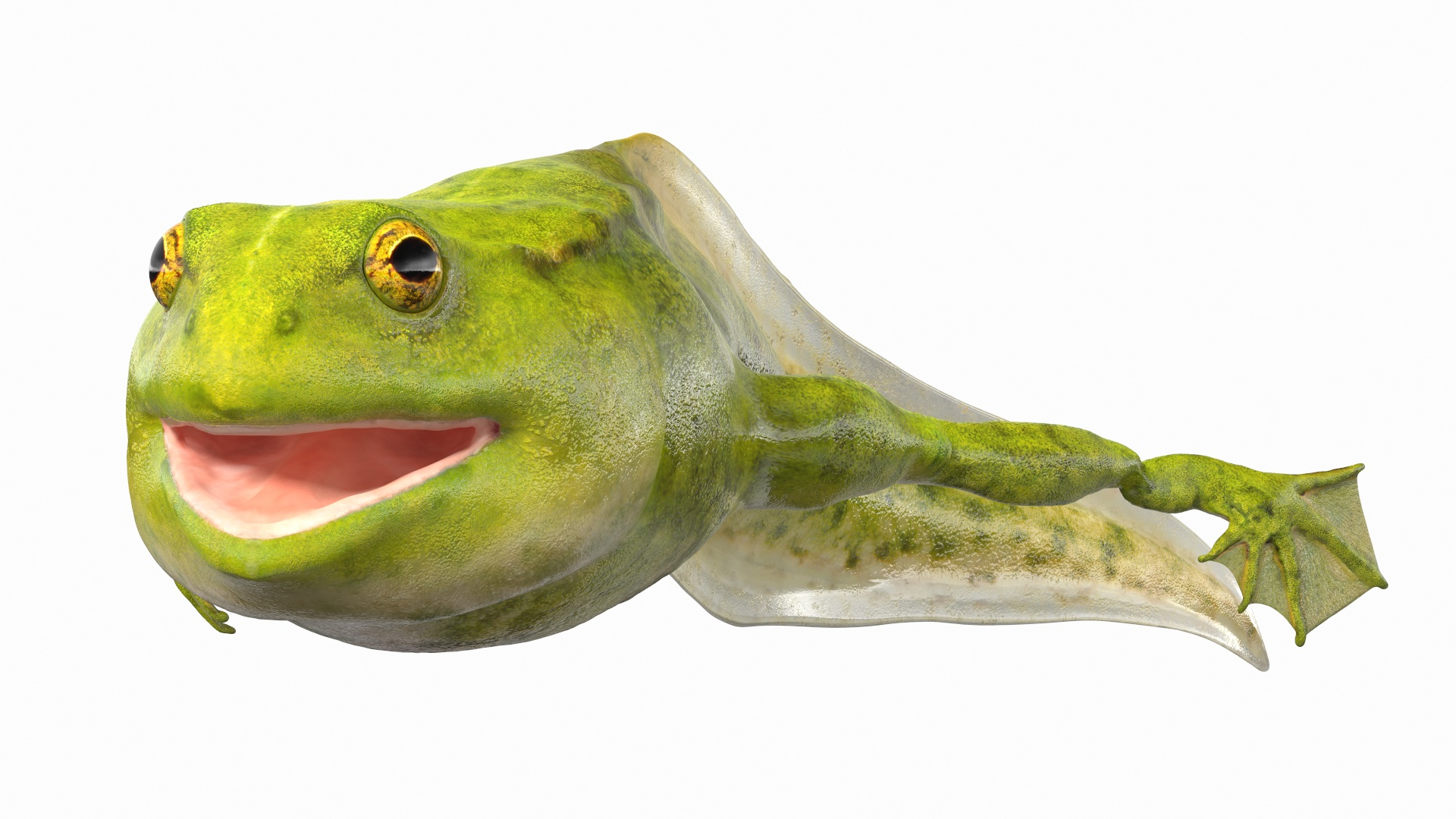 3D Tadpole Late Stage Rigged - TurboSquid 1714293