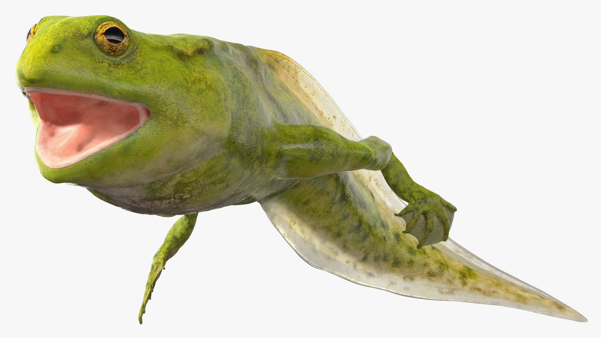 3D Tadpole Late Stage Rigged - TurboSquid 1714293