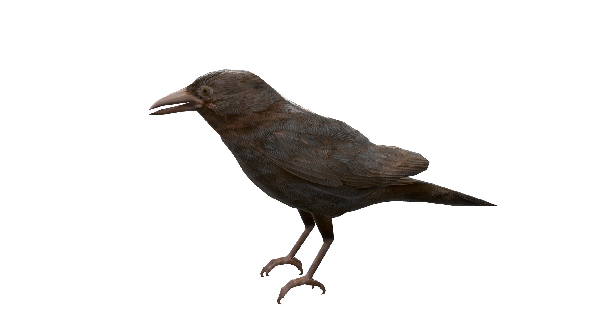 3D Animated Crows Model - TurboSquid 2466855