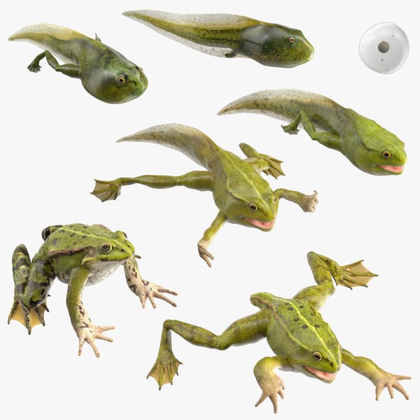 Frog 3D Models for Download | TurboSquid