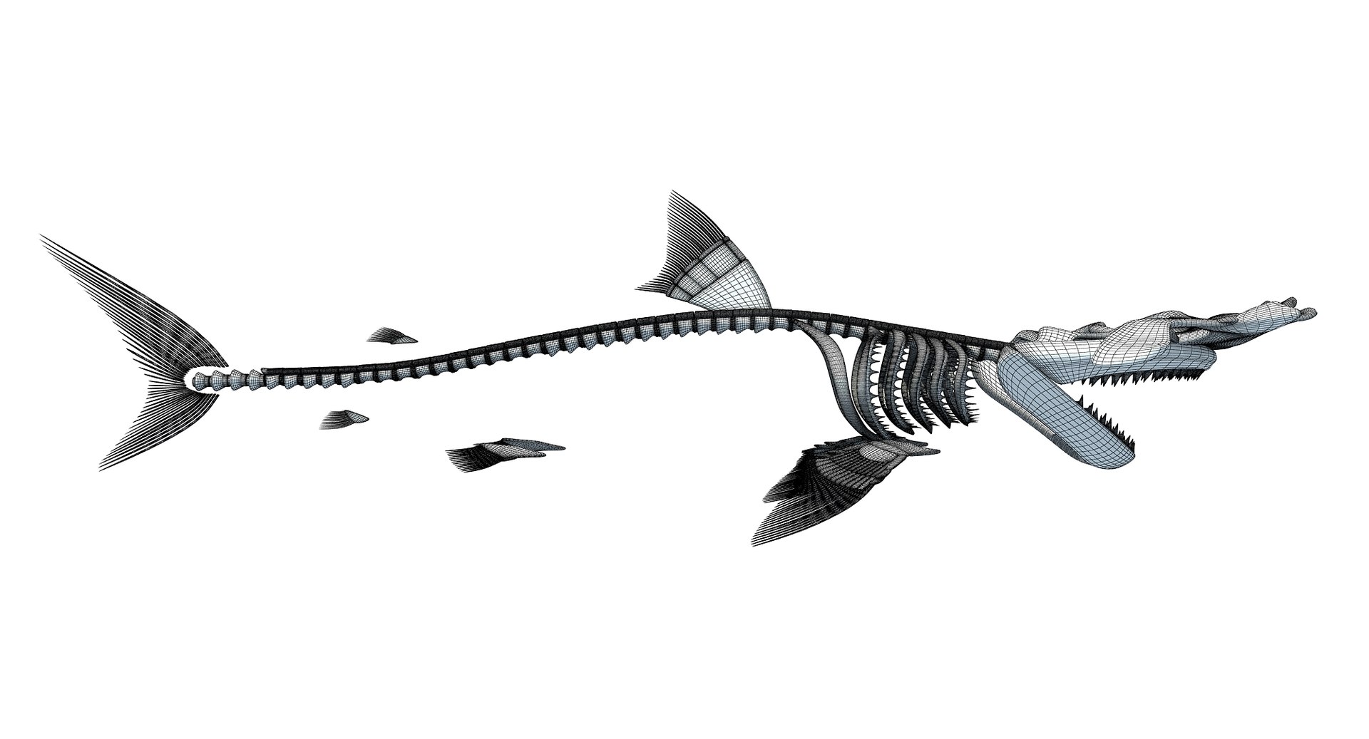 3D model sharks skeleton - TurboSquid 1238799