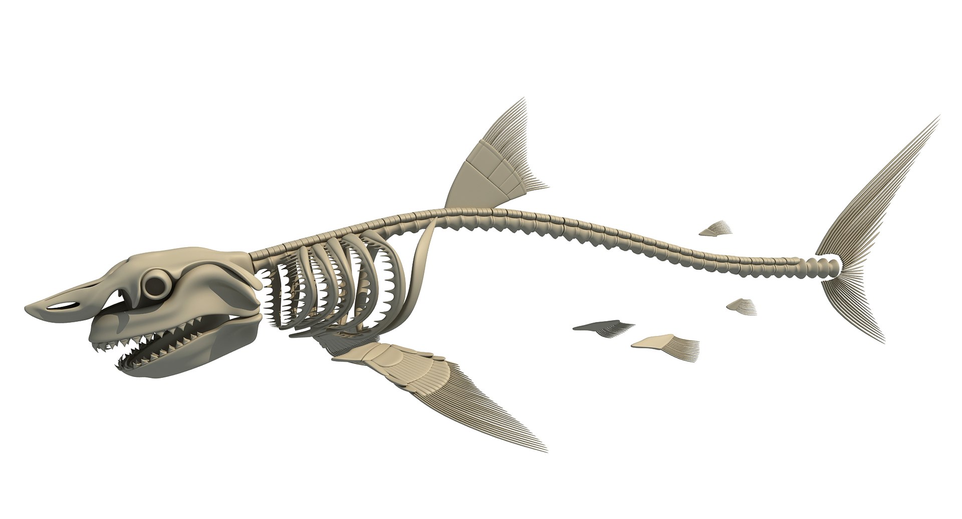 3D Model Sharks Skeleton - TurboSquid 1238799