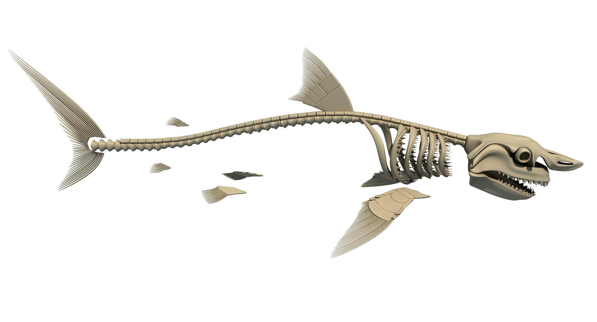 3D Model Sharks Skeleton - TurboSquid 1238799