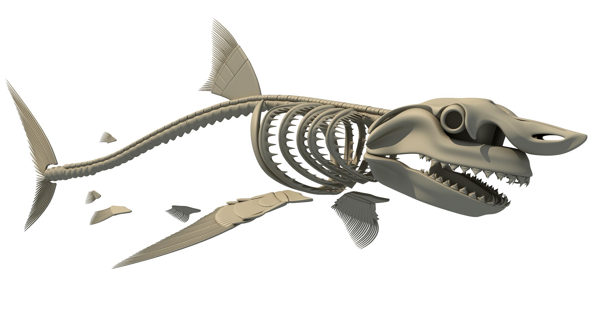 3D Model Sharks Skeleton - TurboSquid 1238799