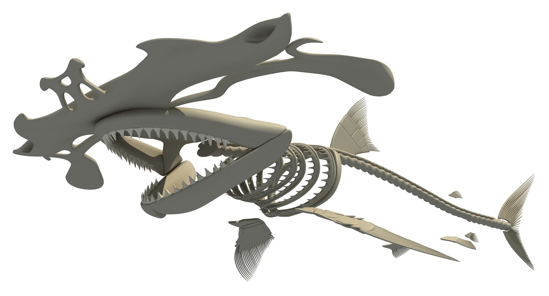 3D model sharks skeleton - TurboSquid 1238799