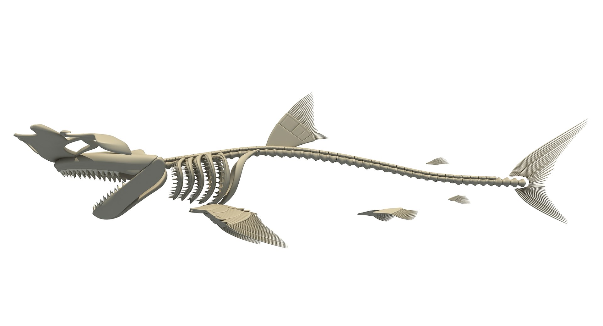 3D model sharks skeleton - TurboSquid 1238799