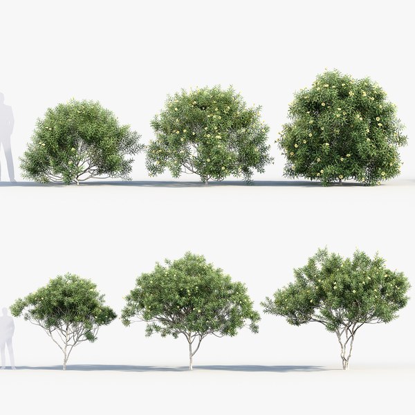 3D Oleander Models | TurboSquid