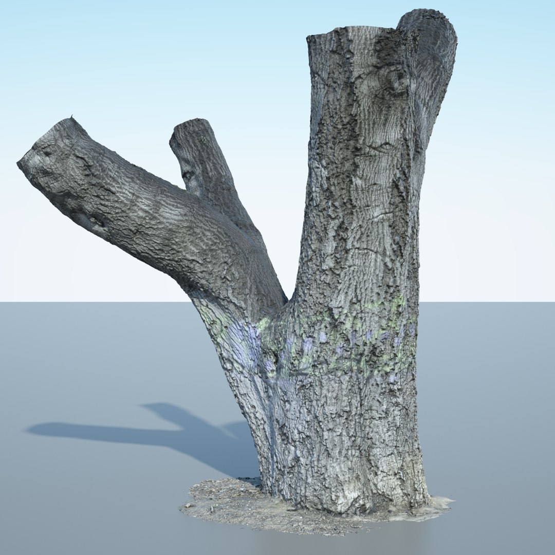 Tree Trunk - 3D Model - TurboSquid 1448077