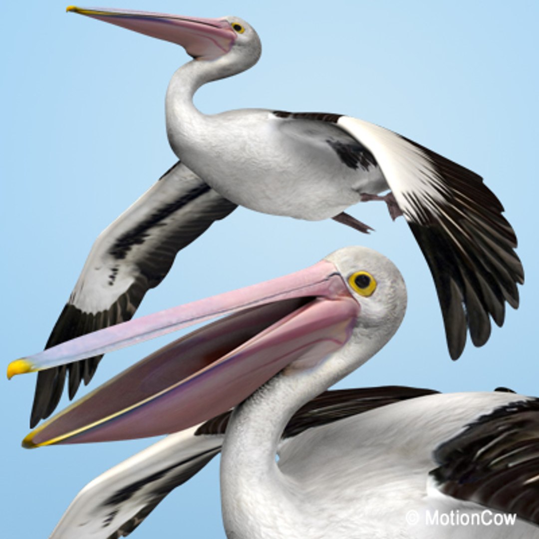 flying pelican 3d model