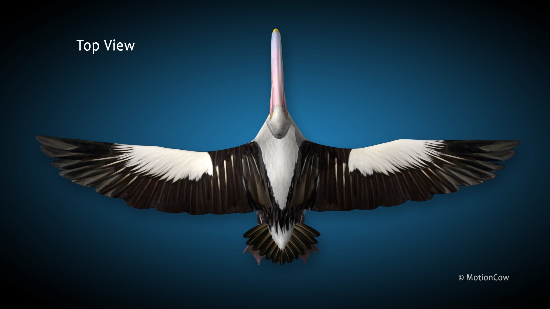 Flying Pelican 3d Model