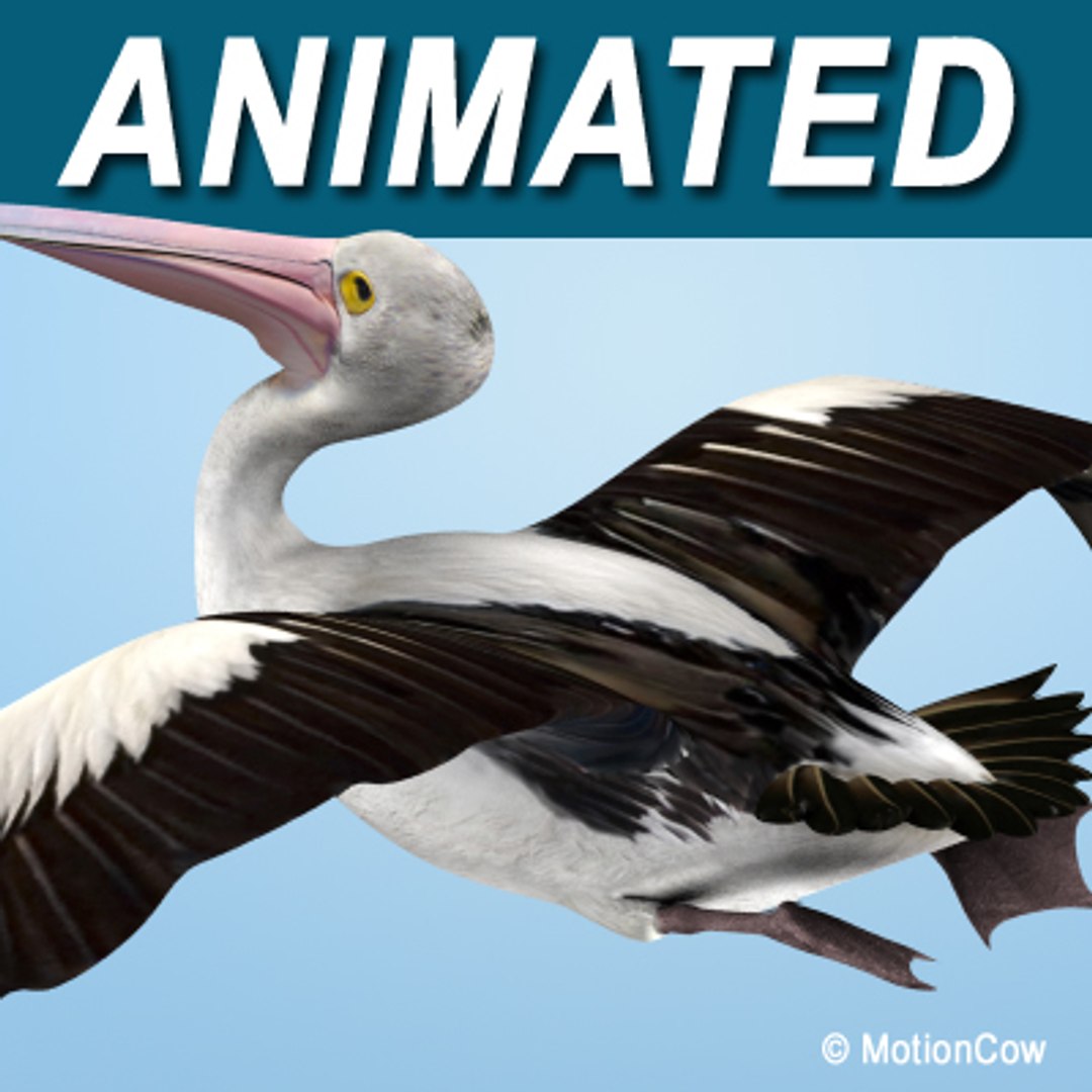 flying pelican 3d model
