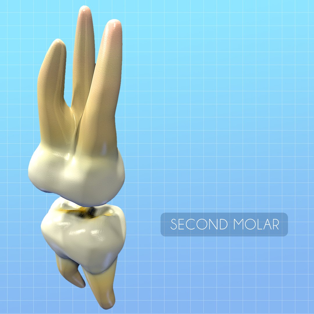 3d Second Molar Model