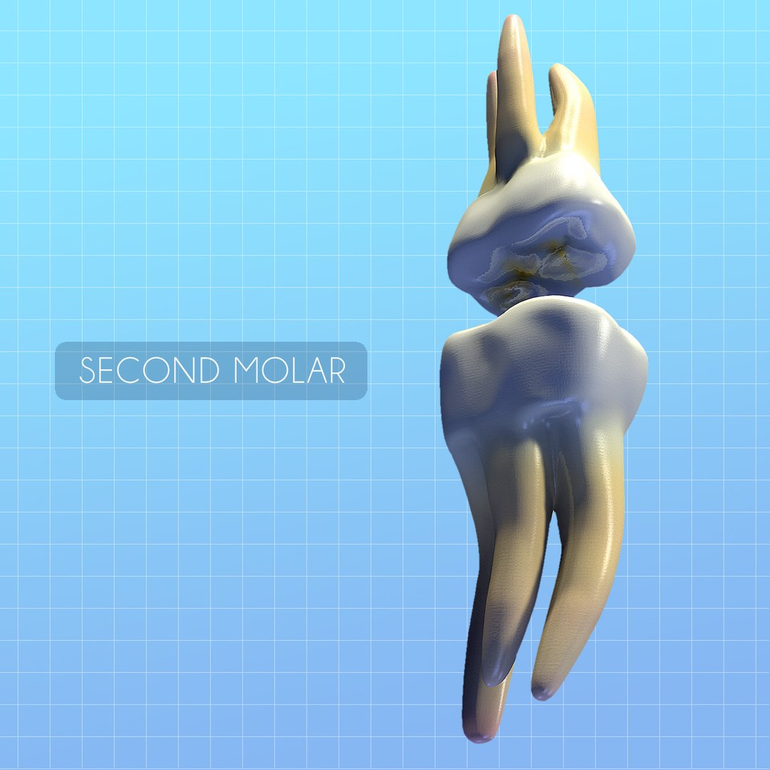 3d Second Molar Model