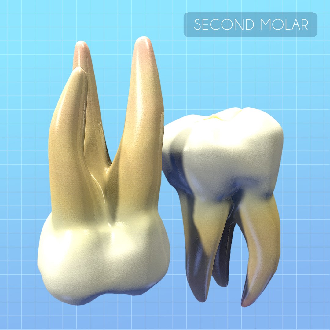 3d Second Molar Model