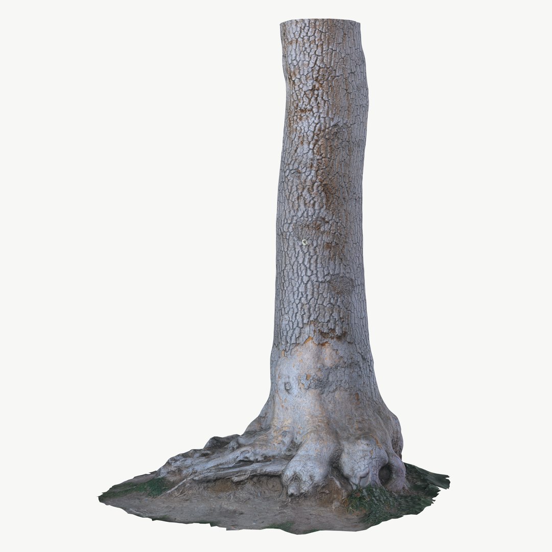 High Quality Scan Ash Tree Trunk - 2 3D Model - TurboSquid 2207972