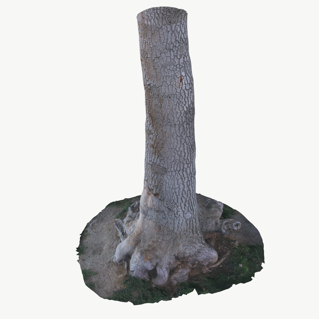 High Quality Scan Ash Tree Trunk - 2 3D Model - TurboSquid 2207972