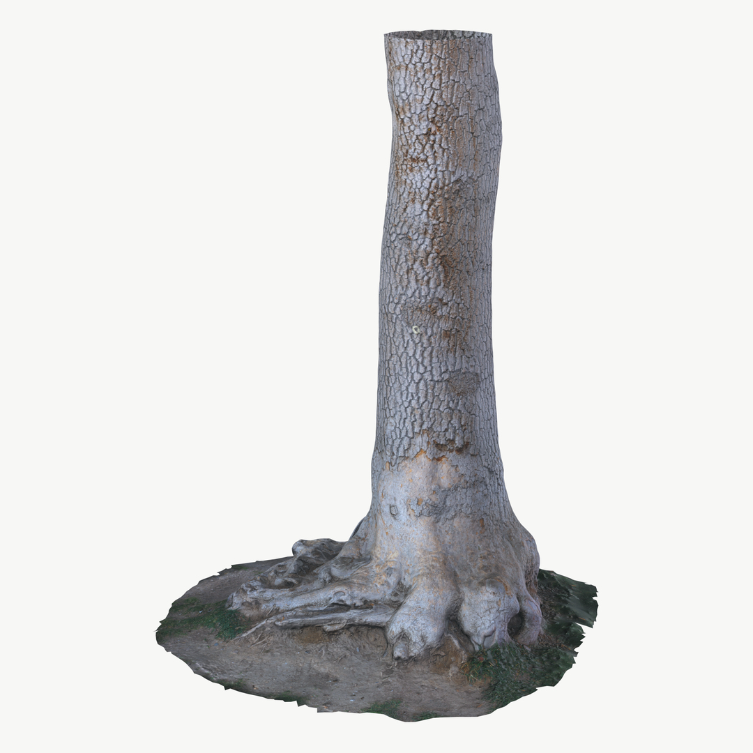 High Quality Scan Ash Tree Trunk - 2 3D Model - TurboSquid 2207972