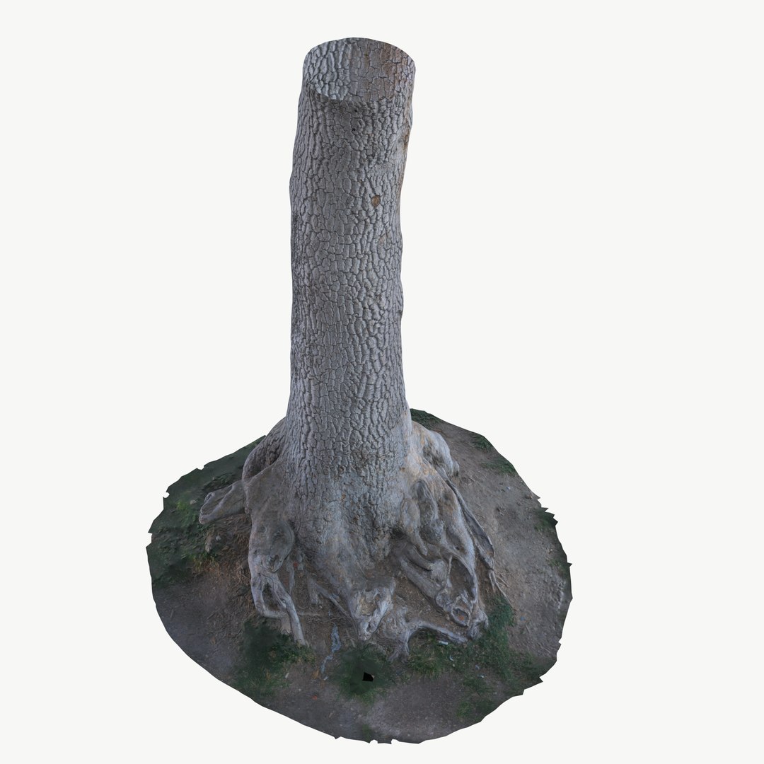 High Quality Scan Ash Tree Trunk - 2 3D Model - TurboSquid 2207972