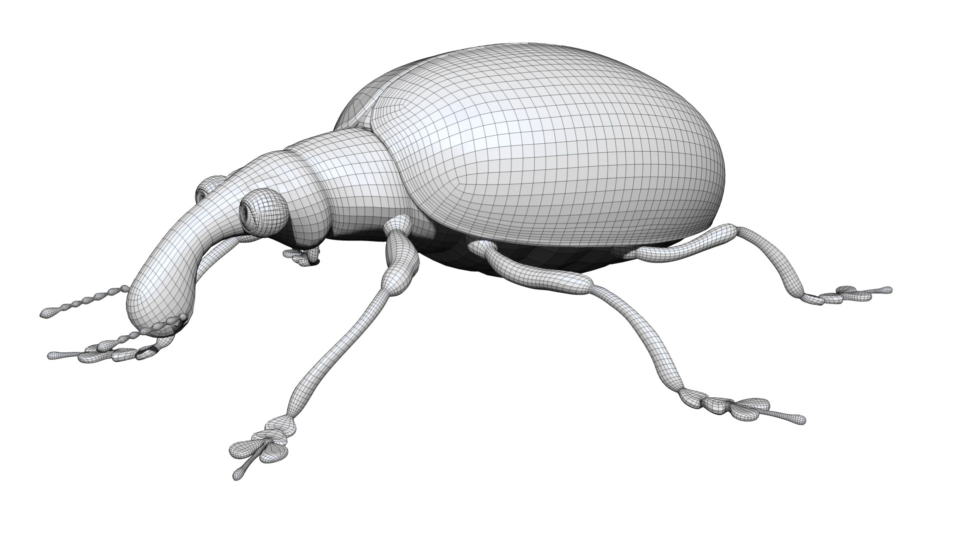 3D Weevil Insect Cartoony Stylized Model - TurboSquid 2196529