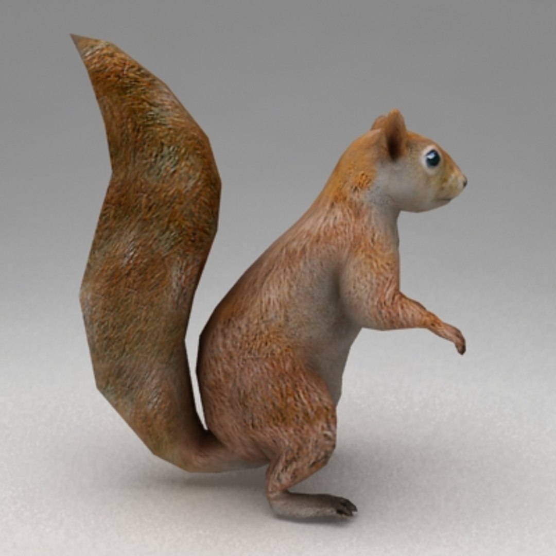 3d Rigged Squirrel Model