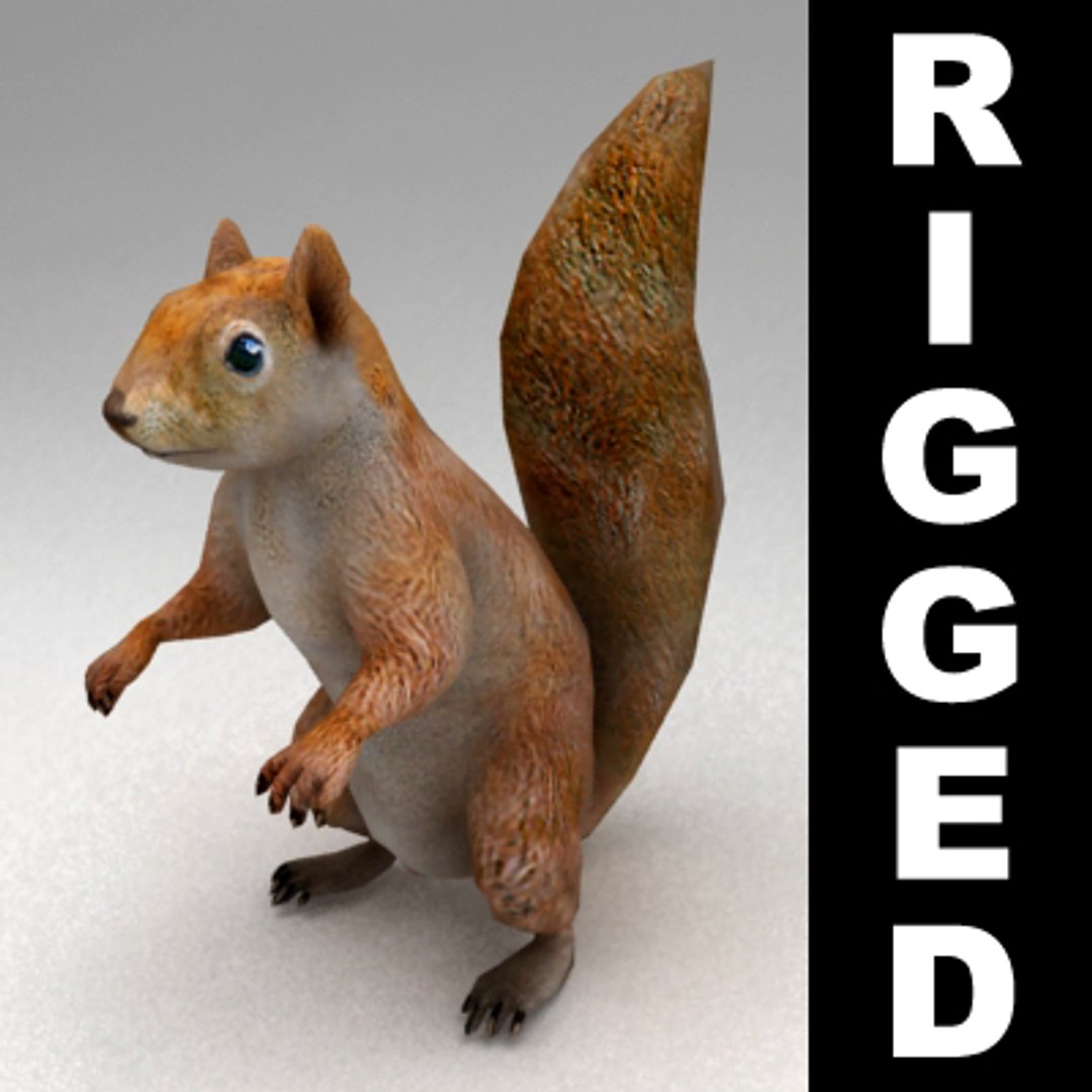 3d Rigged Squirrel Model