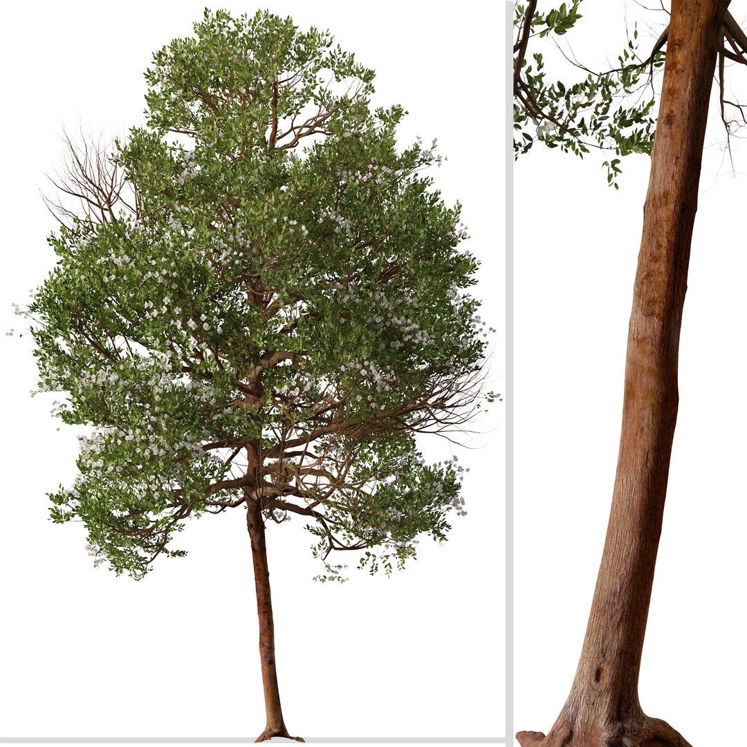 Set of Chilean myrtle or Luma chequen Tree 3D model - TurboSquid 1969040