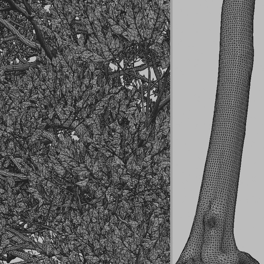 Set of Chilean myrtle or Luma chequen Tree 3D model - TurboSquid 1969040