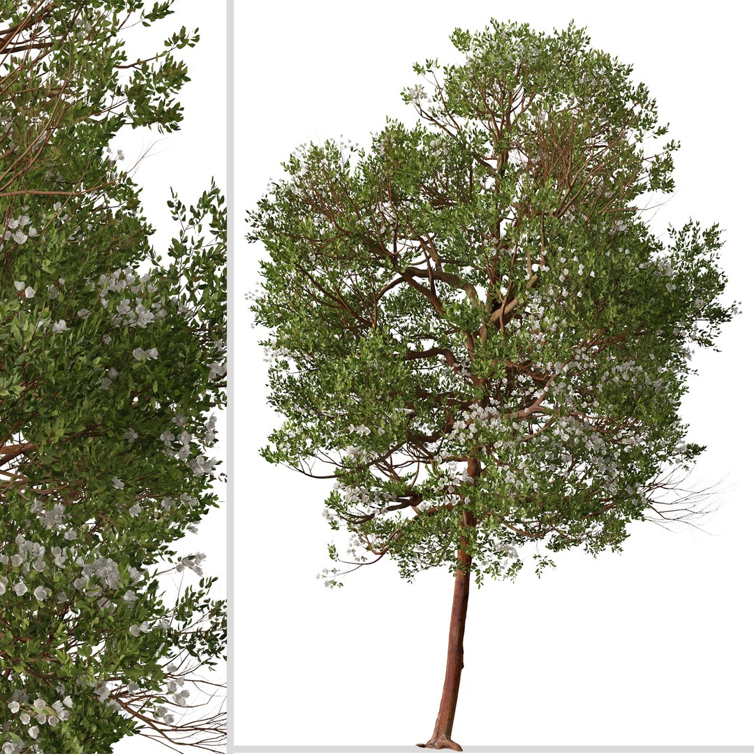 Set of Chilean myrtle or Luma chequen Tree 3D model - TurboSquid 1969040