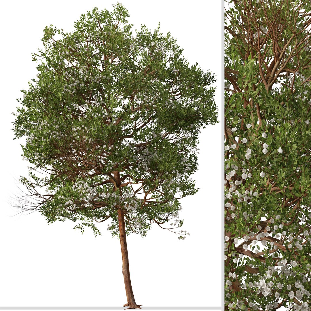 Set of Chilean myrtle or Luma chequen Tree 3D model - TurboSquid 1969040