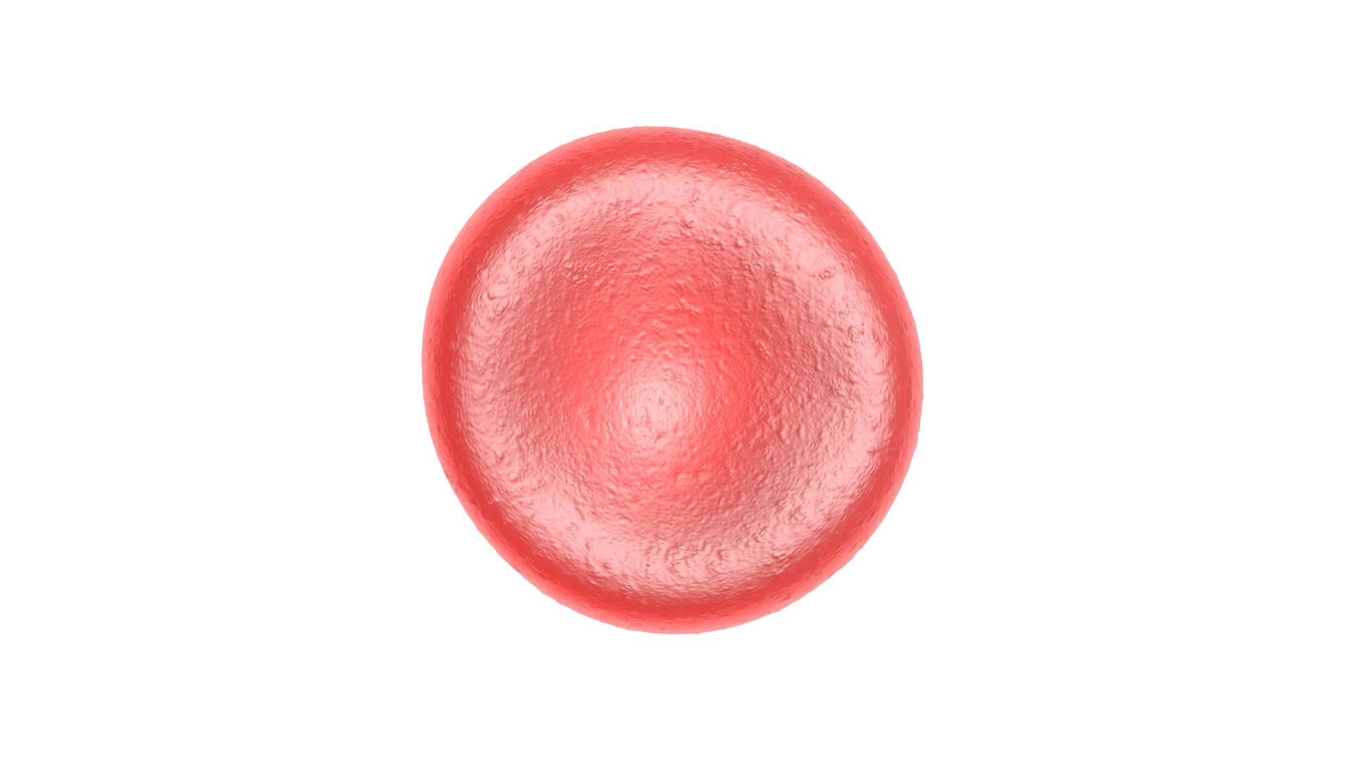 Red Blood Cell 3D Model - TurboSquid 2102446