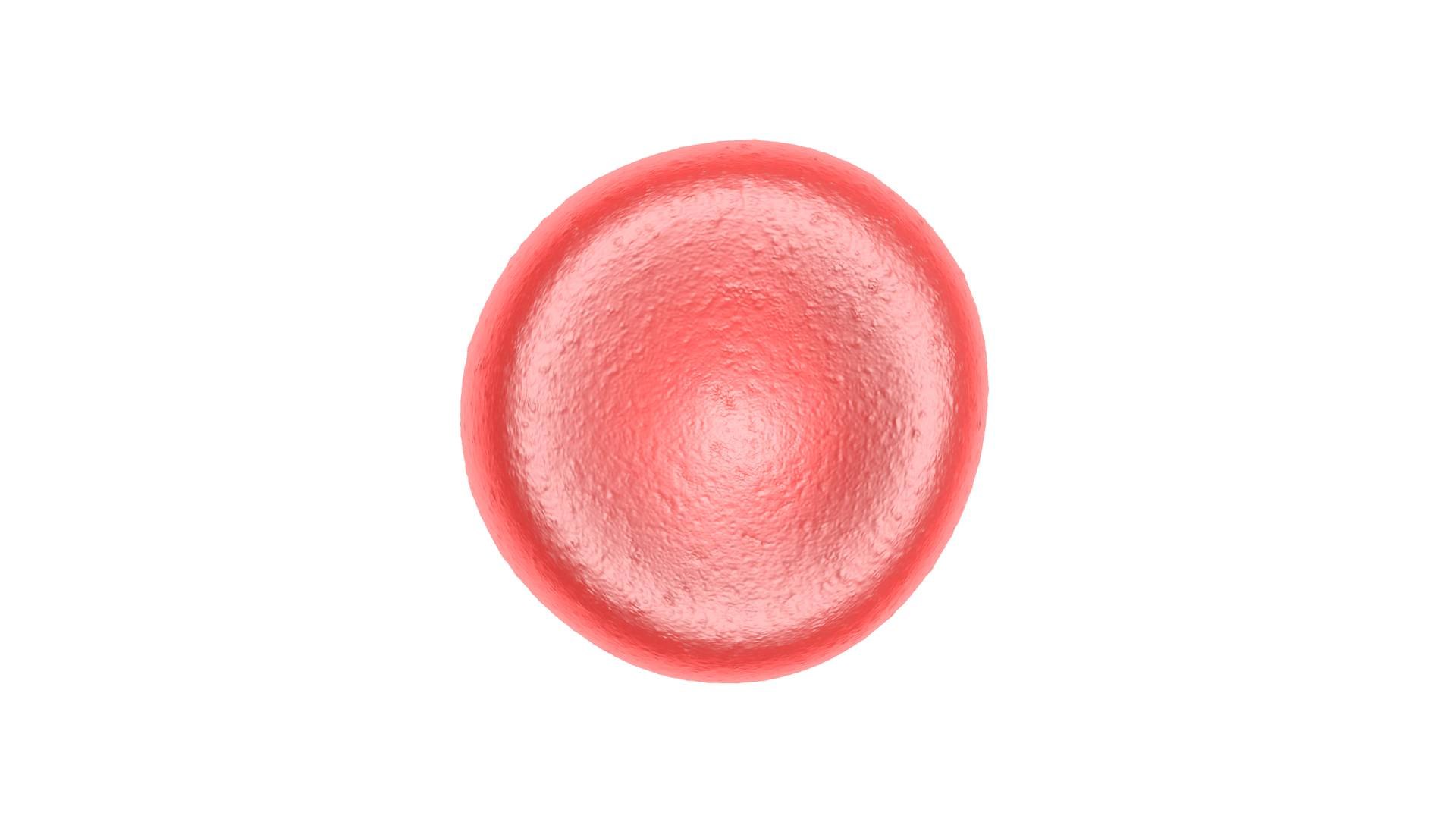 Red Blood Cell 3D Model - TurboSquid 2102446