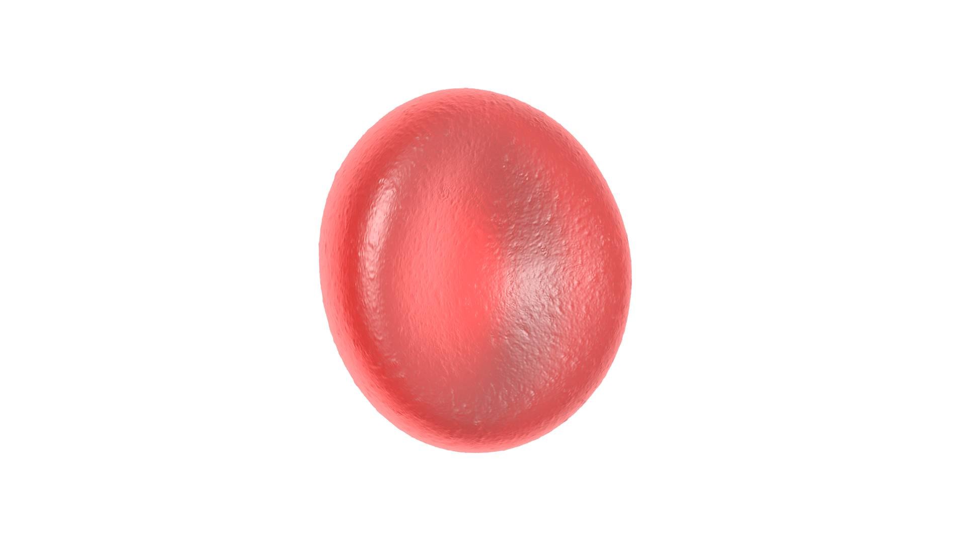 Red Blood Cell 3D Model - TurboSquid 2102446