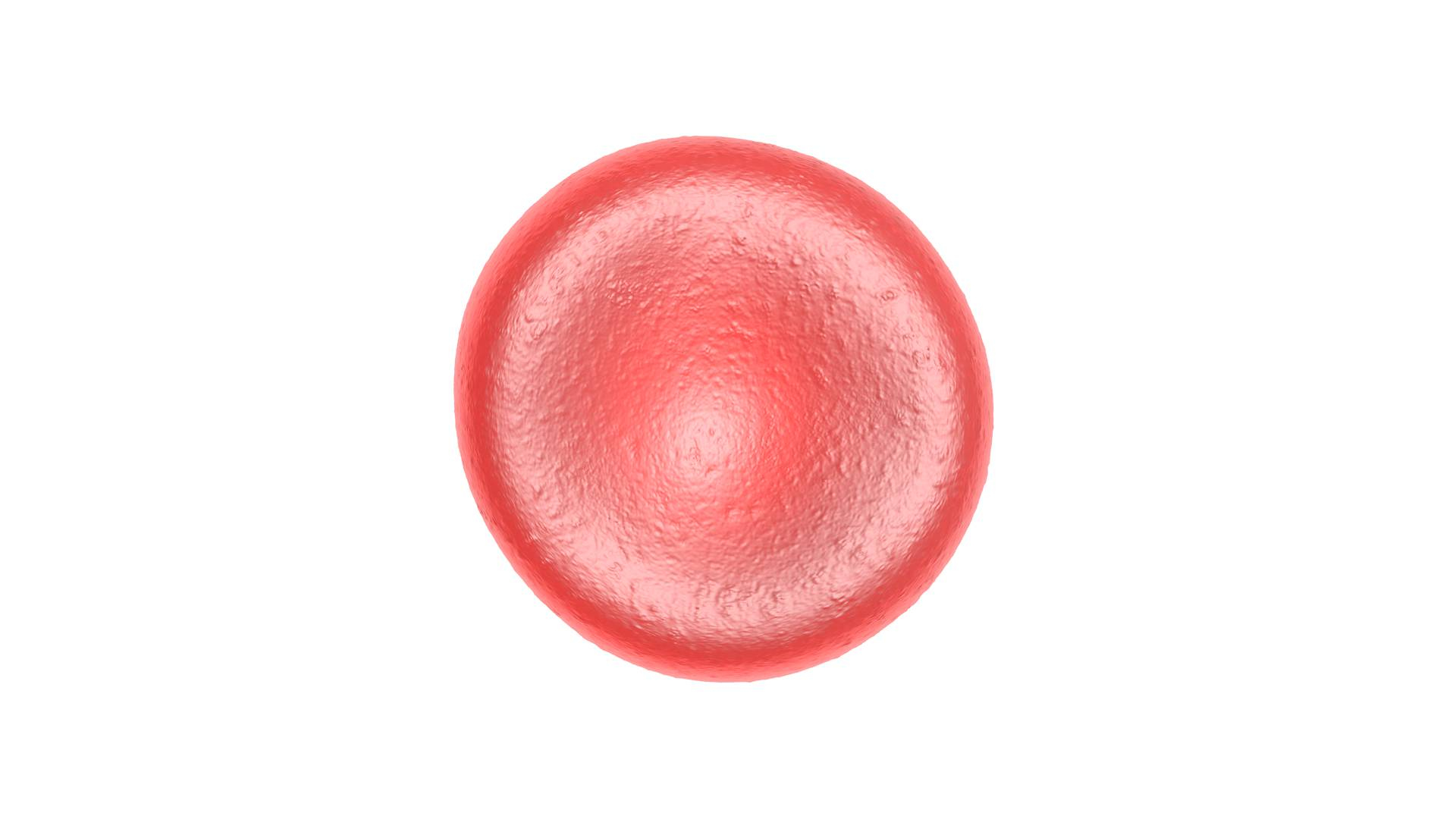 Red Blood Cell 3D Model - TurboSquid 2102446