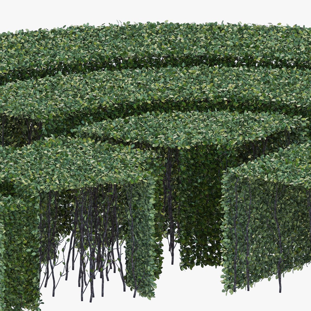 3D Hedge H Model - TurboSquid 1164498