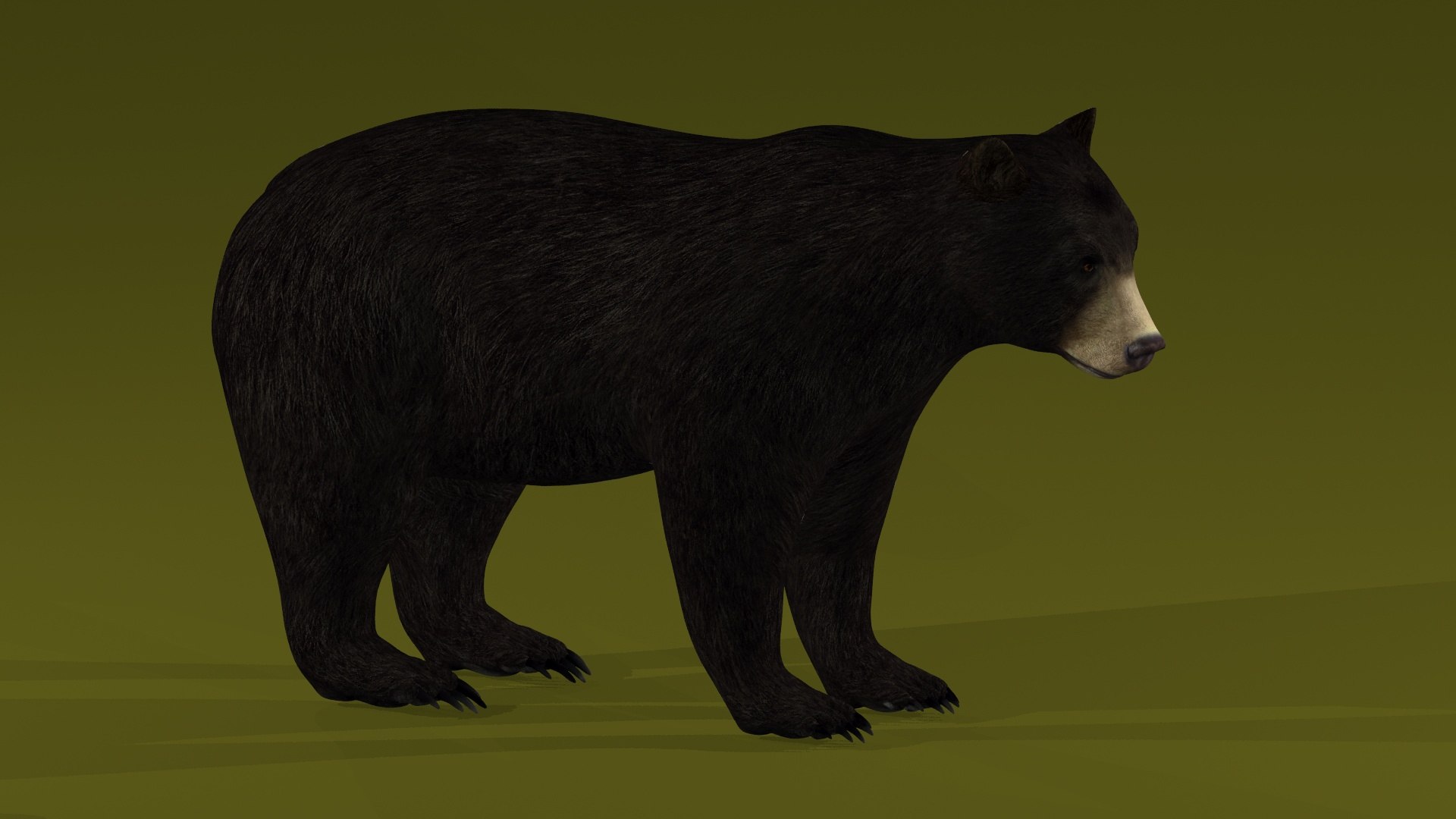 3D Black Bear model - TurboSquid 1897345