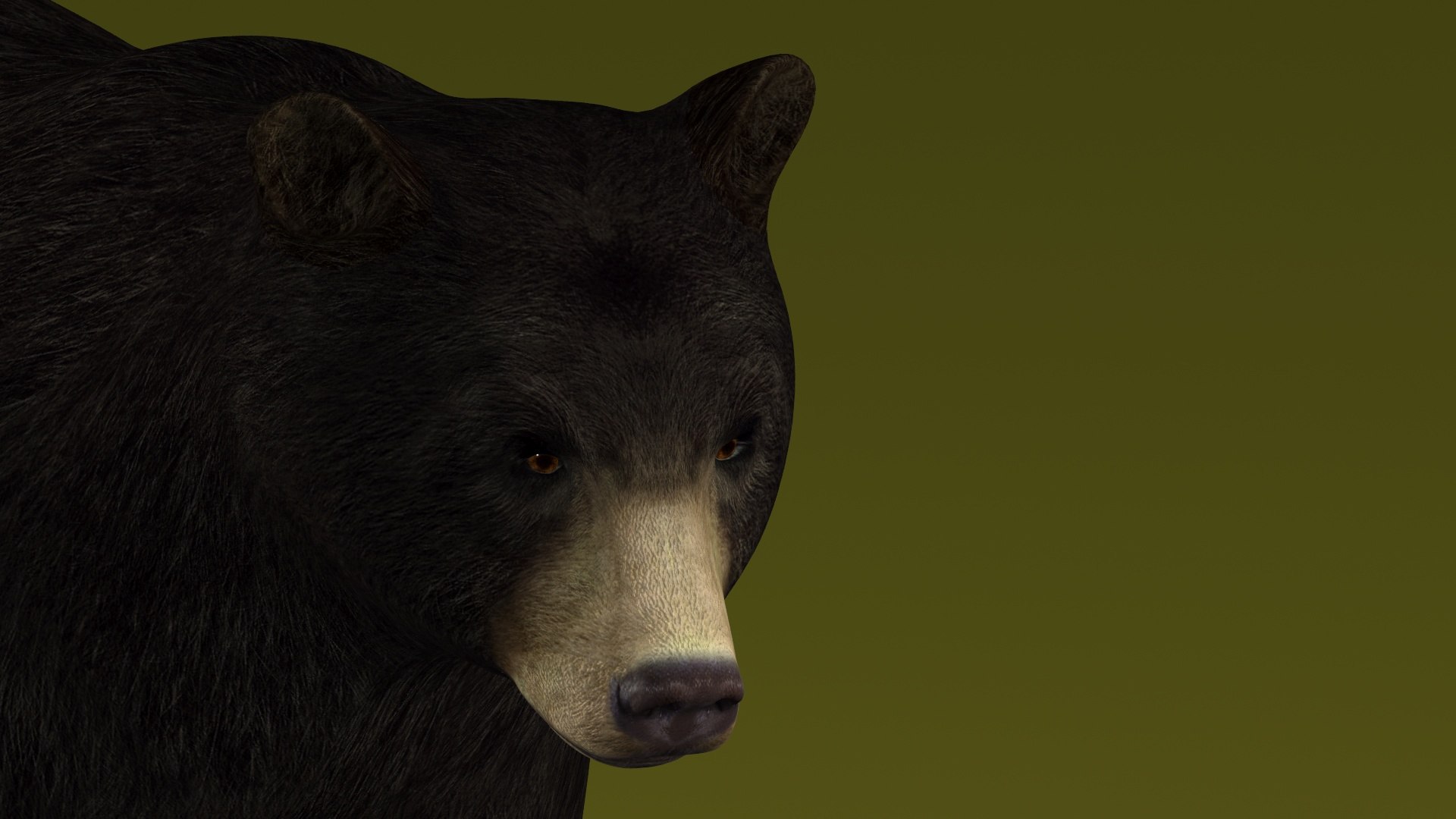 3D Black Bear model - TurboSquid 1897345