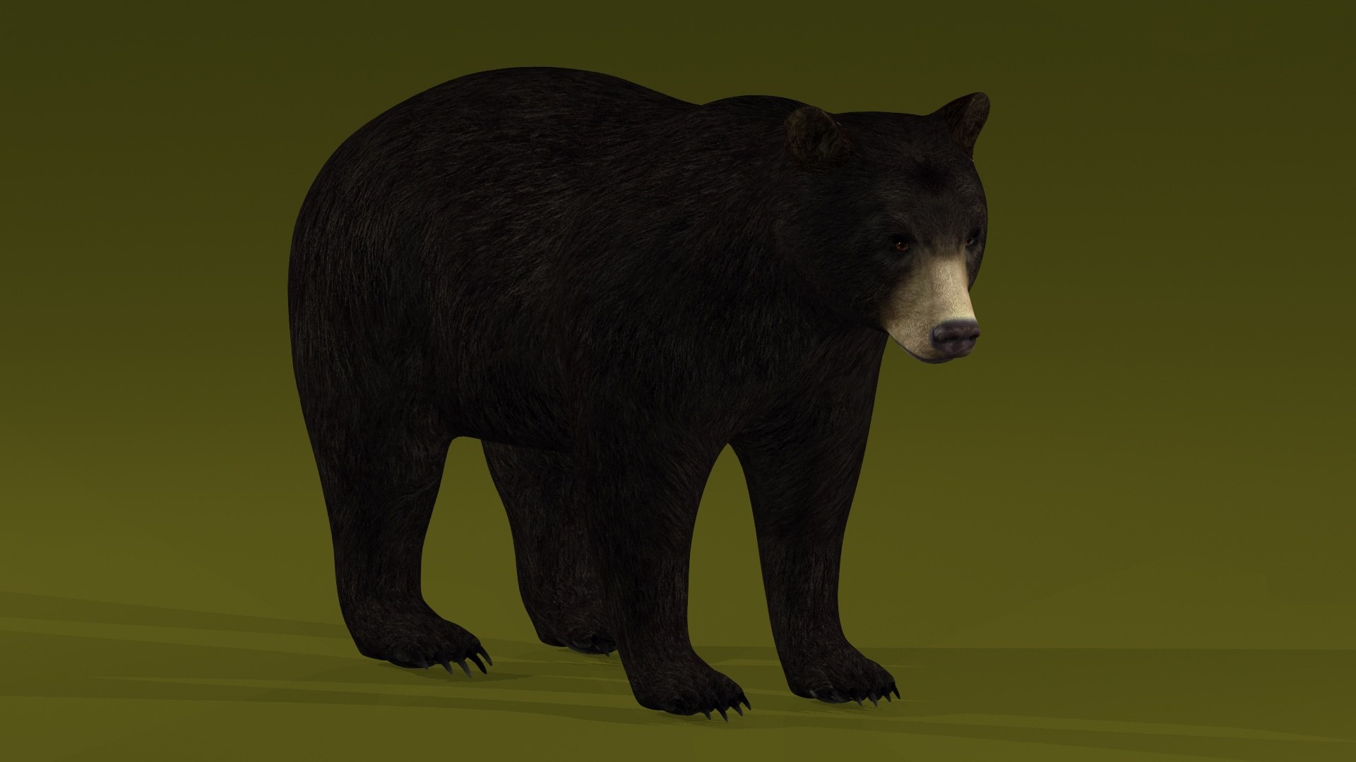 3D Black Bear model - TurboSquid 1897345